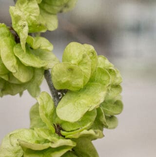 Elm Samaras: Delicious, Edible Tree Seeds
