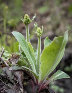 Foraging and Cooking Swamp Saxifrage Shoots - Forager | Chef