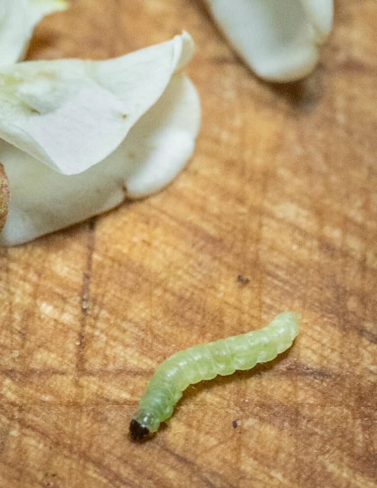 Foraging and Cooking Black Locust Flowers - Forager | Chef