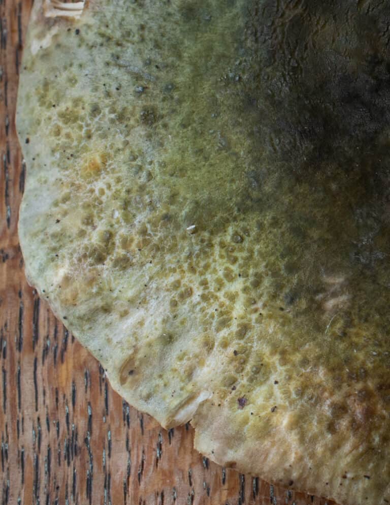 Foraging Green Brittle Gills: Russula Virescens
