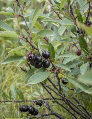 Wild Blueberries - Forager | Chef