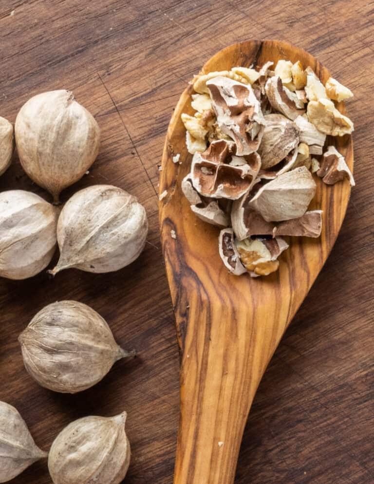 How to Make Hickory Nut Tea - FORAGER | CHEF