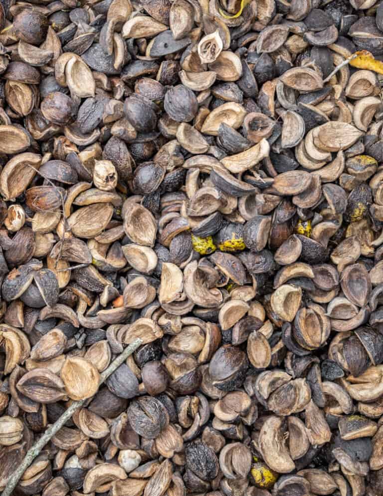 Shagbark Hickory Nuts: Harvesting, Cracking and Cooking