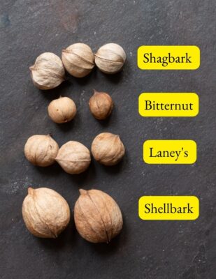 Shagbark Hickory Nuts: Harvesting, Cracking and Cooking