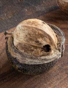 Shagbark Hickory Nuts: Harvesting, Cracking and Cooking