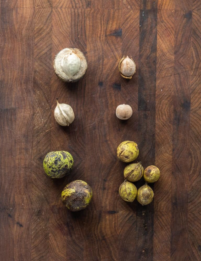 Sam Thayer's Bitternut Hickory Nut Oil