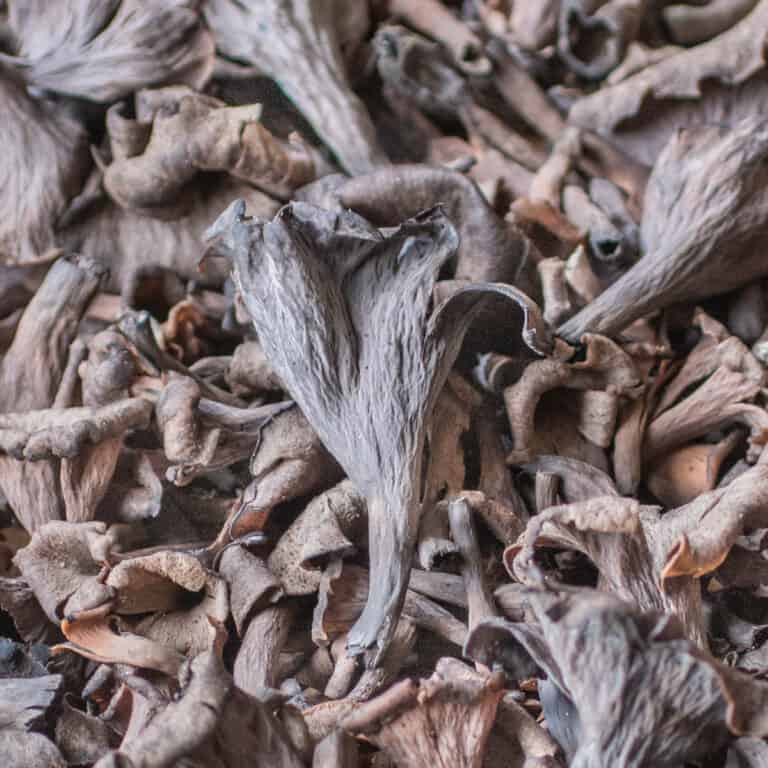 Foraged Food Recipes - Forager | Chef