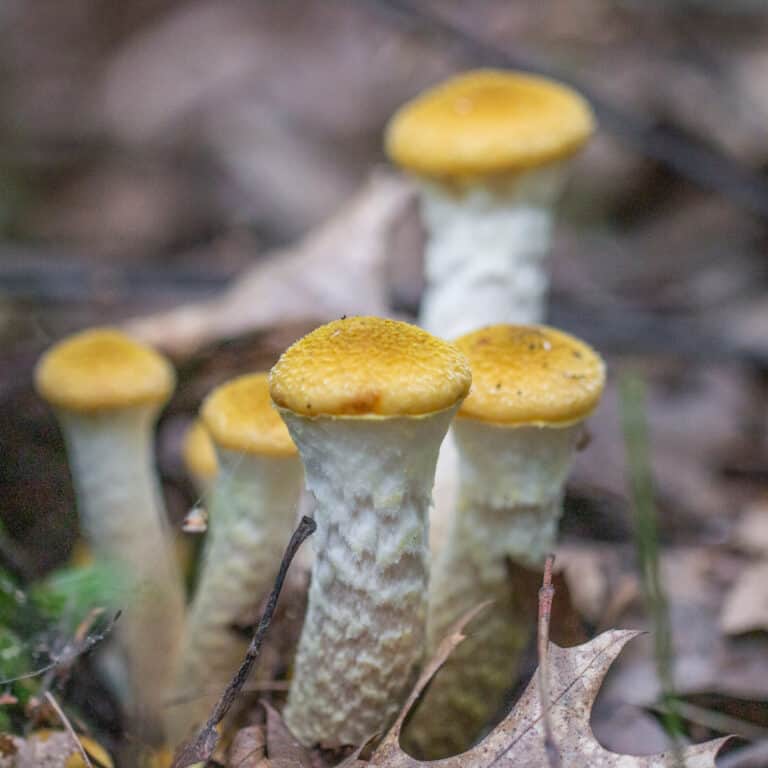 Foraged Food Recipes - Forager | Chef