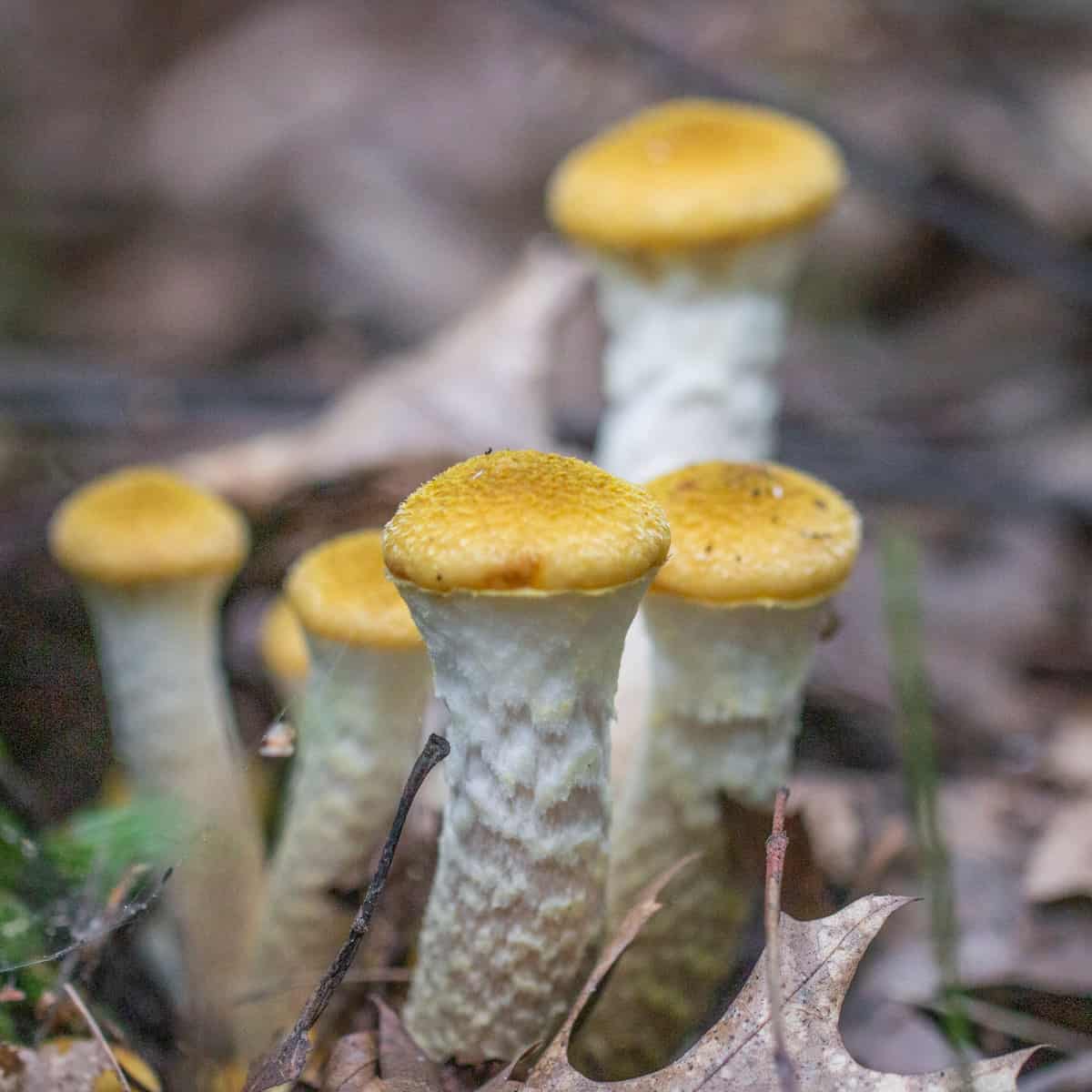 Foraged Food Recipes - Forager | Chef