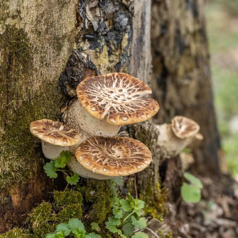 Foraged Food Recipes - Forager | Chef