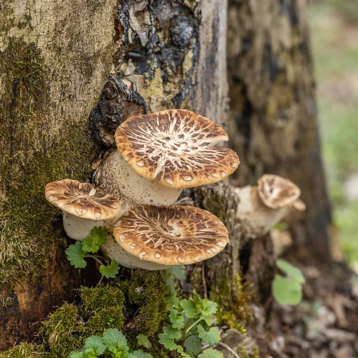 Foraged Food Recipes - Forager | Chef