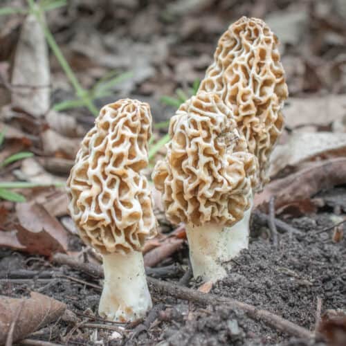 Foraged Food Recipes - Forager | Chef