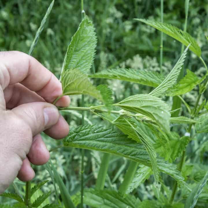 Hotch Potch Stew (Hairst Bree) - FORAGER | CHEF