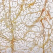 How to Cook with Caul Fat (Lace Fat) - Forager | Chef