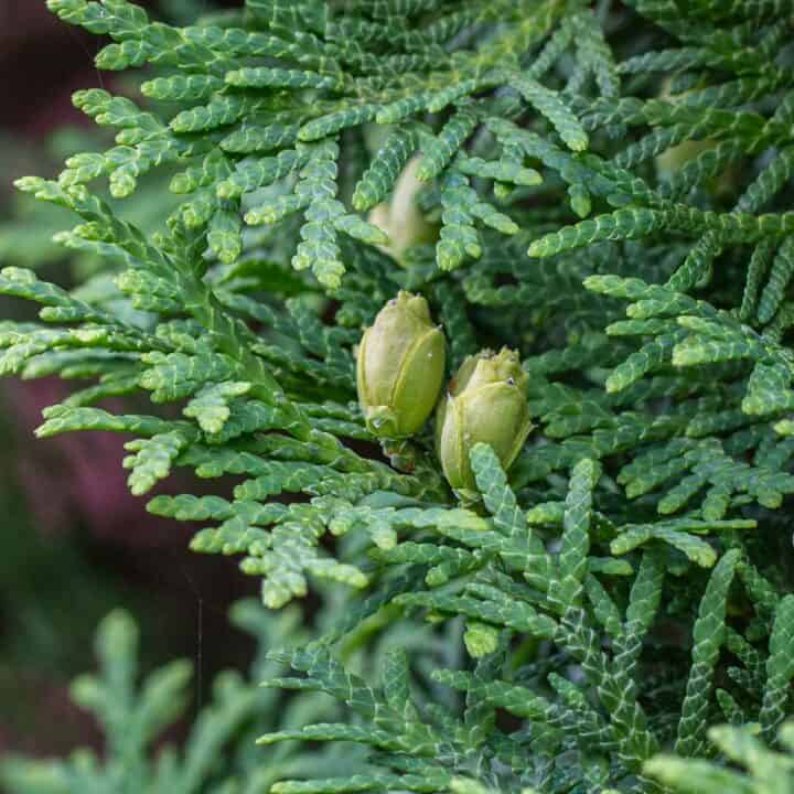 How to cook with cedar cones