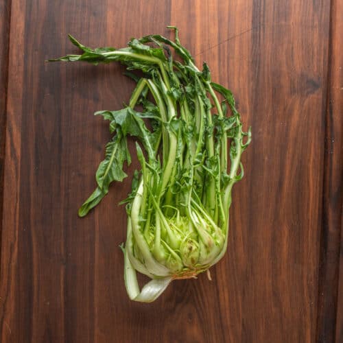Puntarelle: A Deliciously Bitter Italian Chicory - Forager | Chef