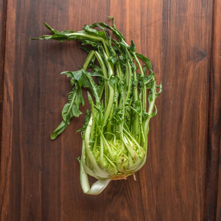 Puntarelle: A Deliciously Bitter Italian Chicory - Forager | Chef