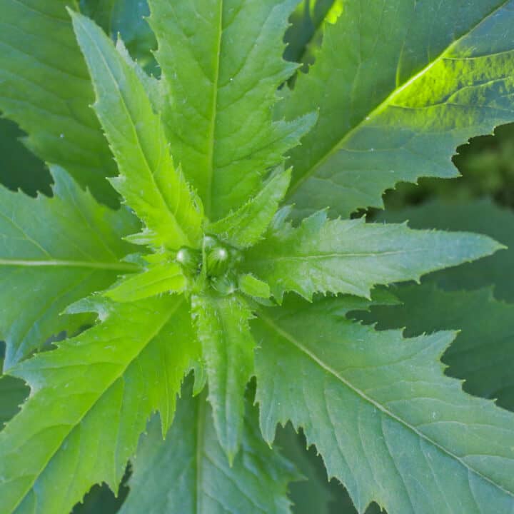 American Burnweed (Erechtites hieraciifolius) - Forager | Chef