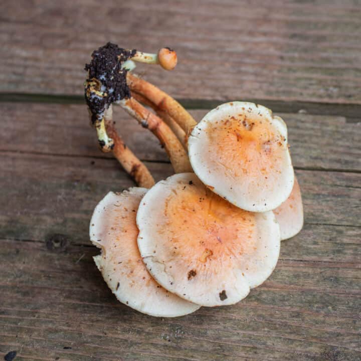 Chestnut Mushroom: Cooking, Growing & More - Forager | Chef