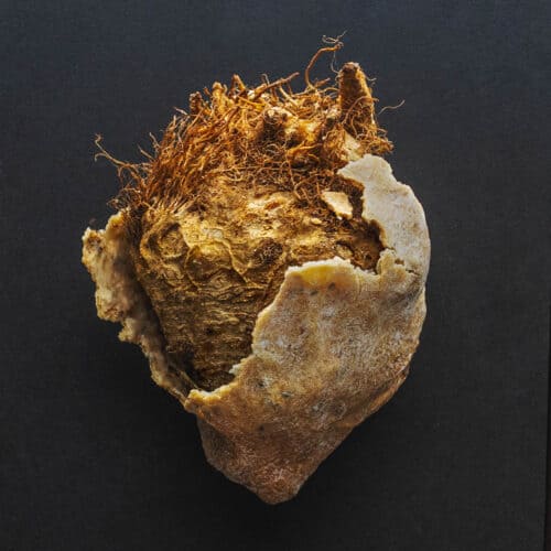 Whole Roasted Celeriac Steak Baked in a Crust - Forager | Chef