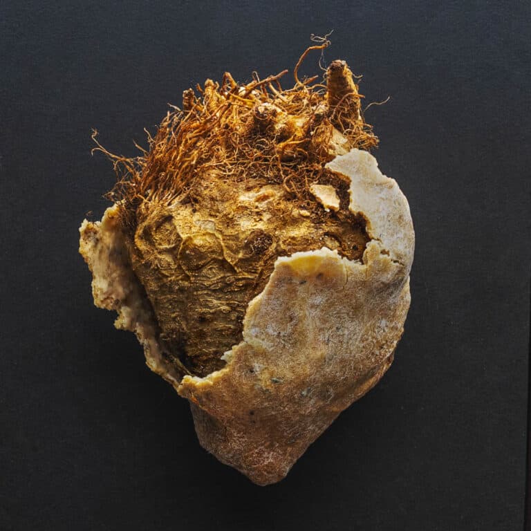 Whole Roasted Celeriac Steak Baked in a Crust - Forager | Chef
