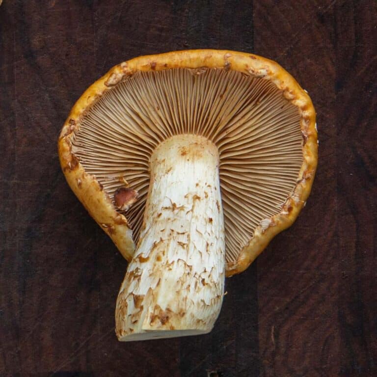 Chestnut Mushroom: Cooking, Growing & More - Forager | Chef