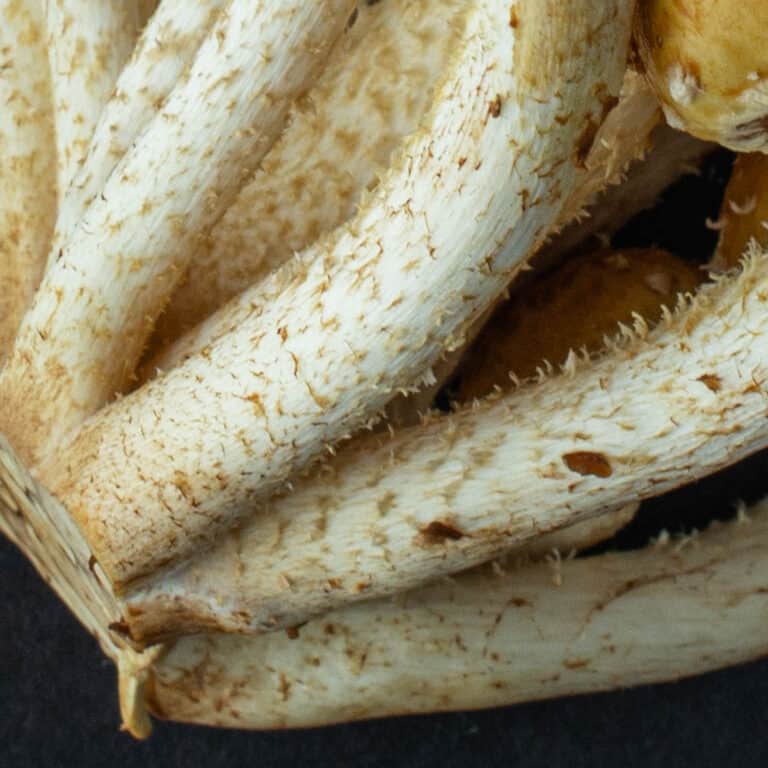 Chestnut Mushroom: Cooking, Growing & More - Forager | Chef