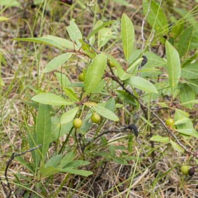 Guide to Sand Cherry (Prunus pumila): Harvesting and Cooking