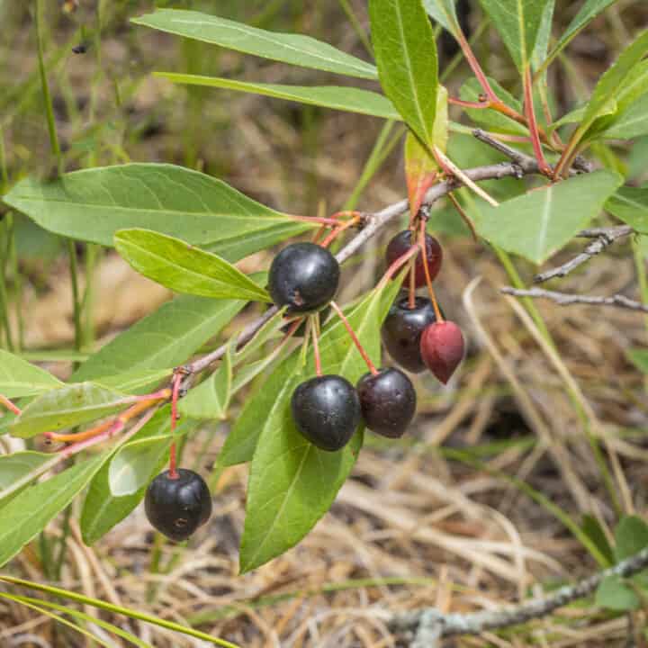 Wild Edible Fruits - Forager | Chef