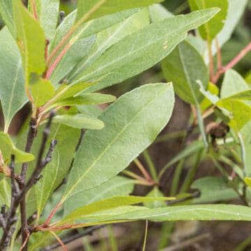 Guide to Sand Cherry (Prunus pumila): Harvesting and Cooking