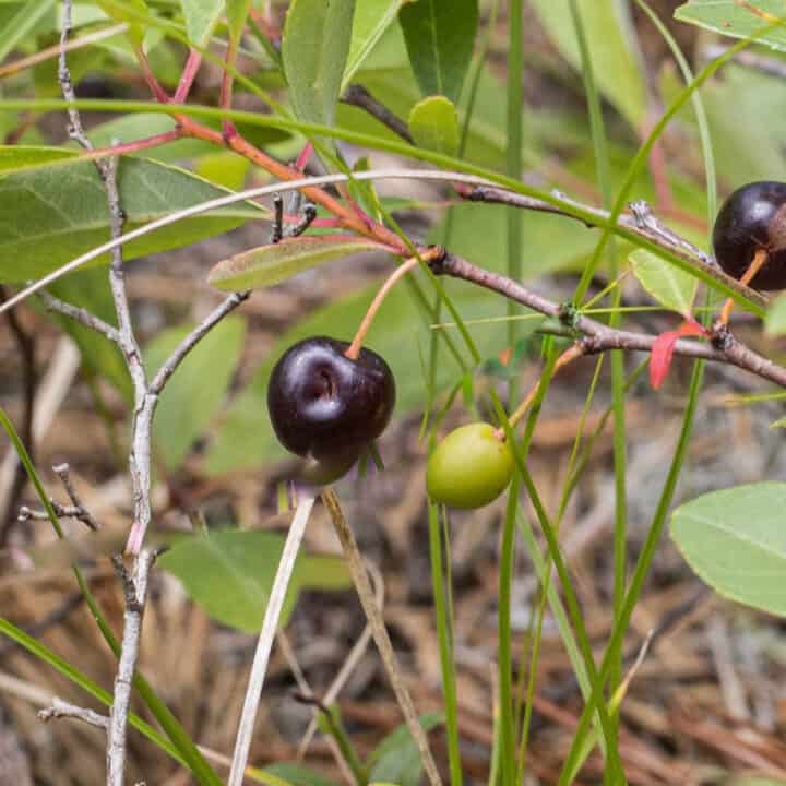 Guide to Sand Cherry (Prunus pumila): Harvesting and Cooking
