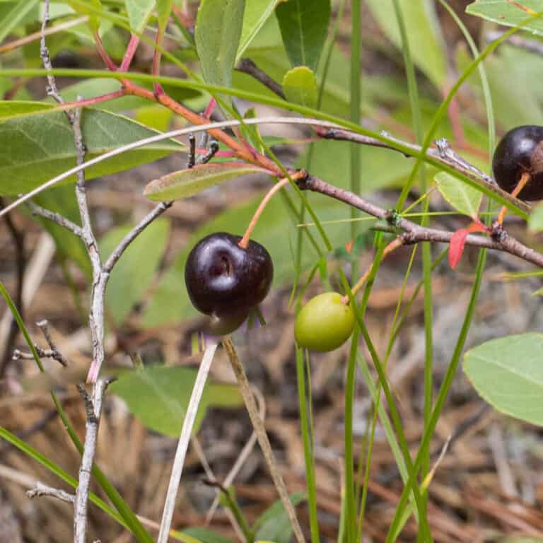 Guide to Sand Cherry (Prunus pumila): Harvesting and Cooking