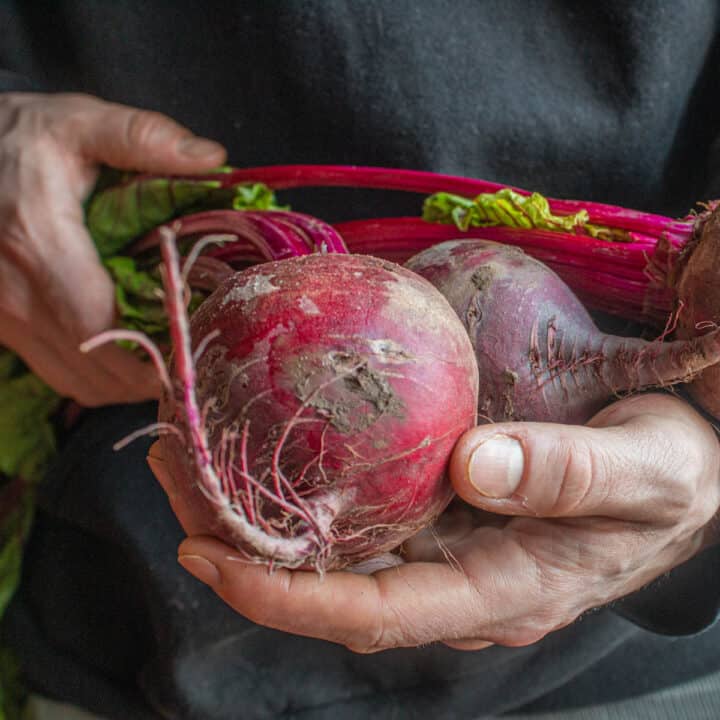 Growing and Cooking Sea Beet Greens - Forager | Chef