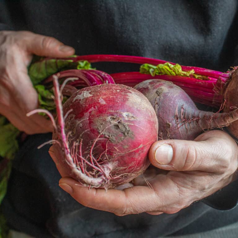 Growing and Cooking Sea Beet Greens - Forager | Chef