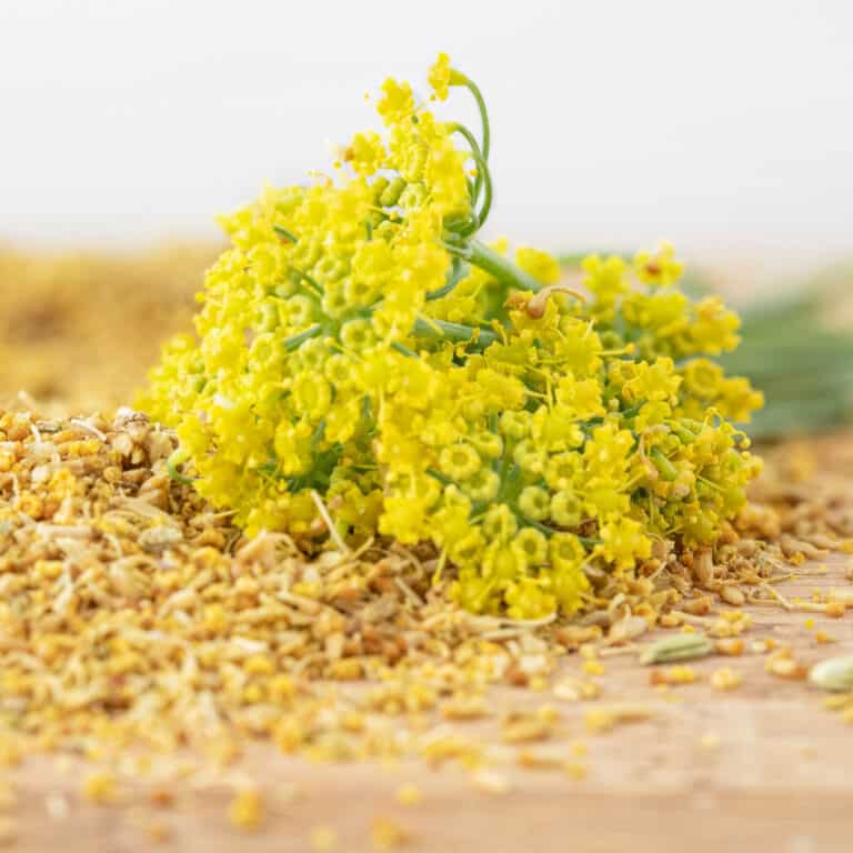 Wild Fennel - Forager | Chef