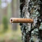 Easy Birch Syrup Recipes and Uses - Forager | Chef
