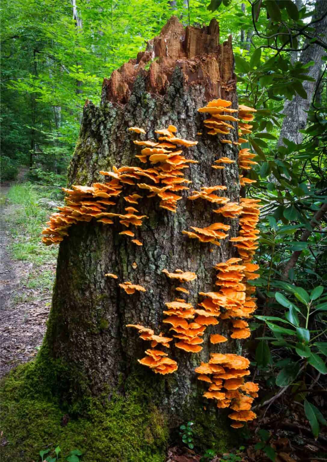 Chicken of the Woods Mushrooms: The Laetiporus - Forager | Chef