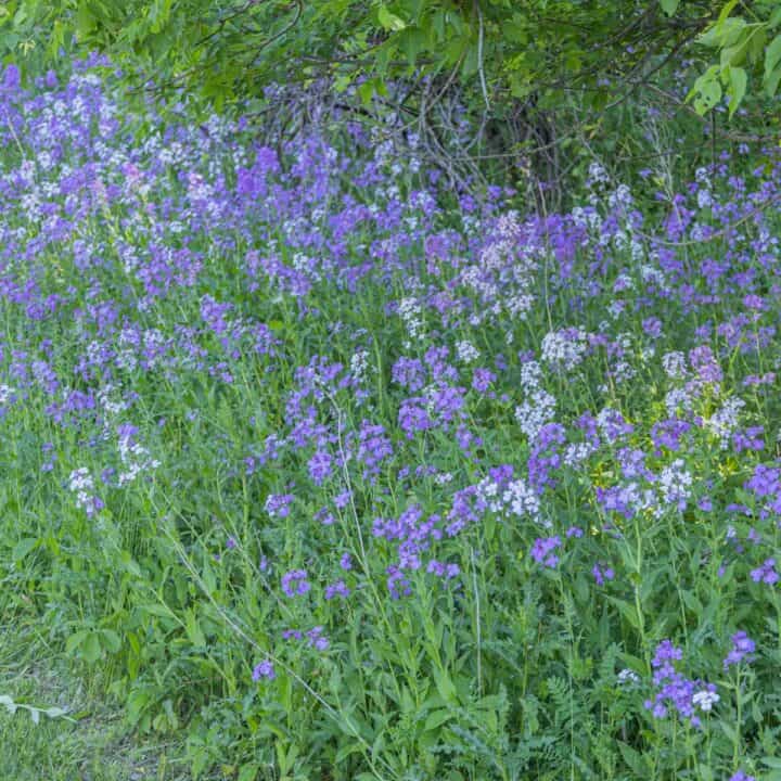 Dames Rocket: A Deliciously Invasive Plant - Forager | Chef