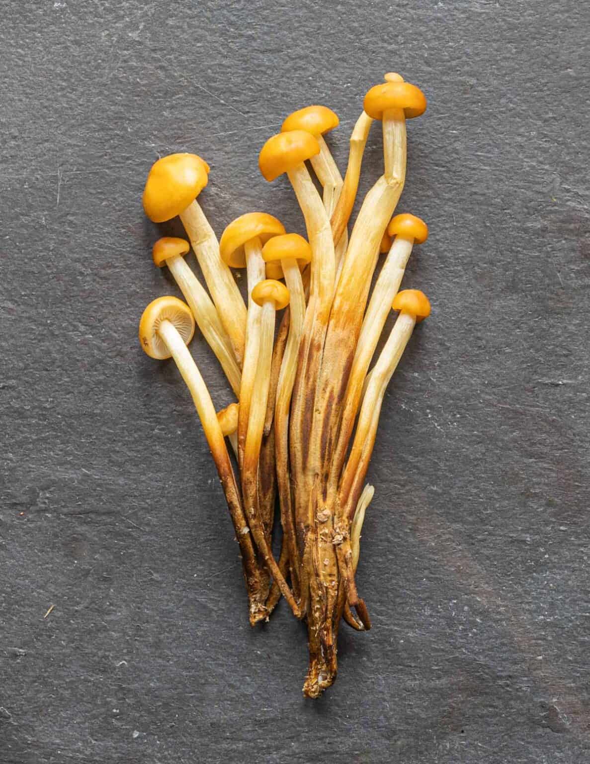 Enokitake or Velvet Shank Mushroom: ID, Cooking, Recipes, Uses