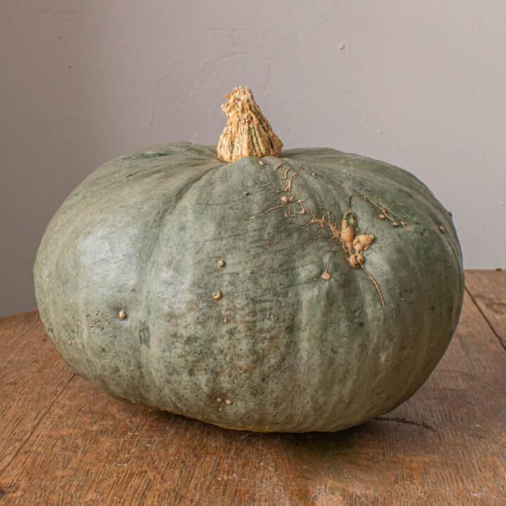 Caramelle: Candy-Shaped Pasta With Squash Filling (Recipe)