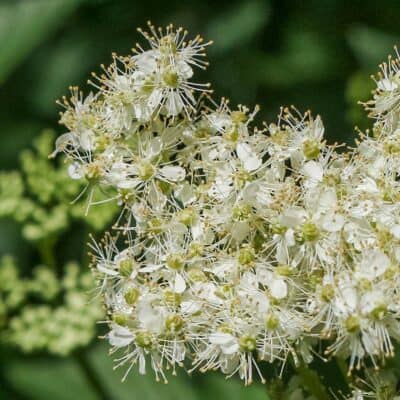 Foraging and Cooking Meadowsweet Flowers - Forager | Chef