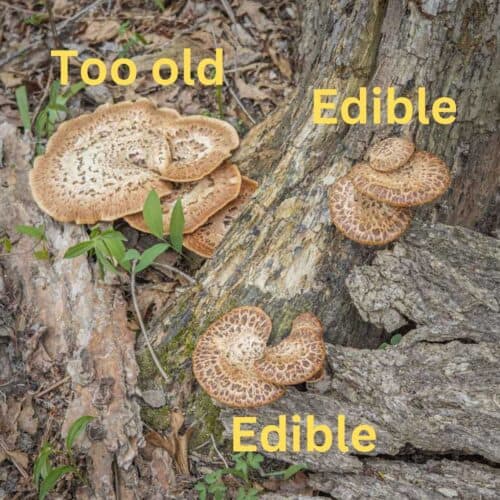 Dryad's Saddle or Pheasant Back Mushroom - Forager | Chef