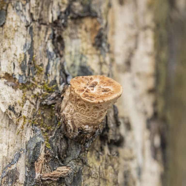 Dryad's Saddle or Pheasant Back Mushroom - Forager | Chef