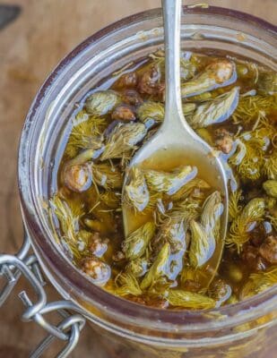 Spruce Tips: Harvesting, Cooking and Recipes - Forager | Chef