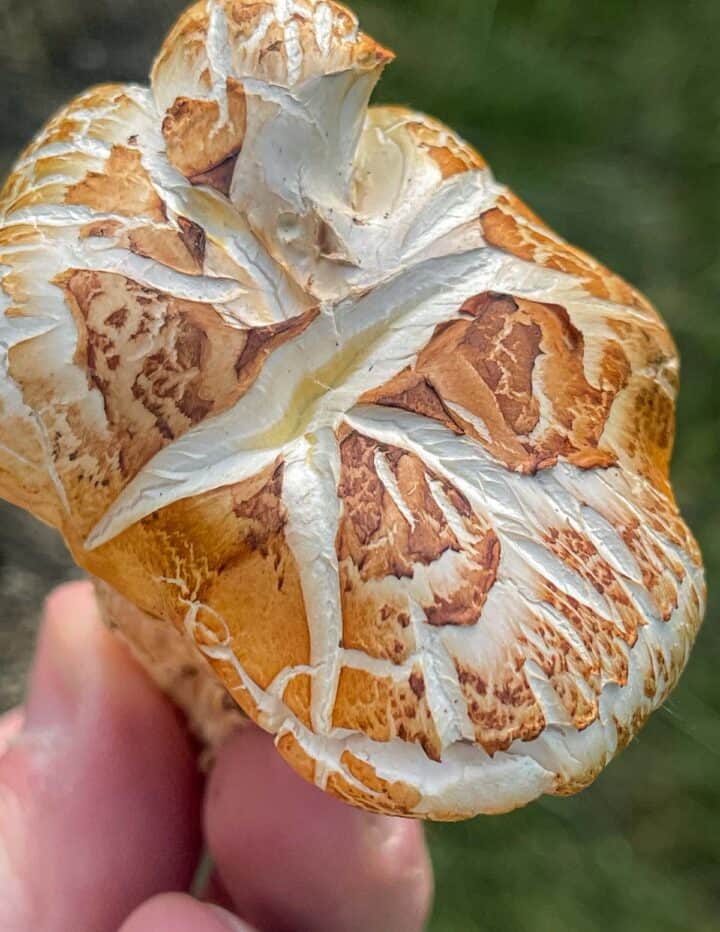 Train Wrecker Mushroom: Neolentinus lepideus - Forager | Chef