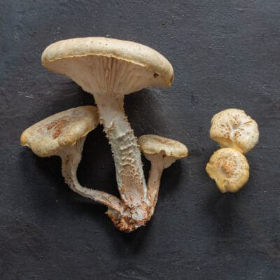 Train Wrecker Mushroom: Neolentinus lepideus - Forager | Chef