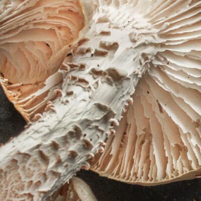 Train Wrecker Mushroom: Neolentinus lepideus - Forager | Chef
