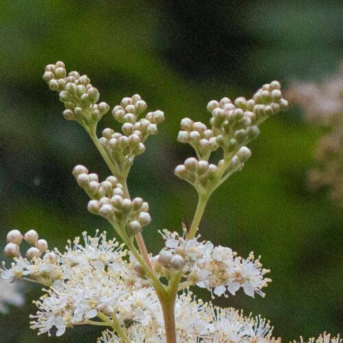 Foraging and Cooking Meadowsweet Flowers - Forager | Chef