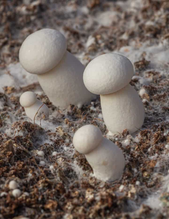 Abalone Mushrooms - Forager | Chef