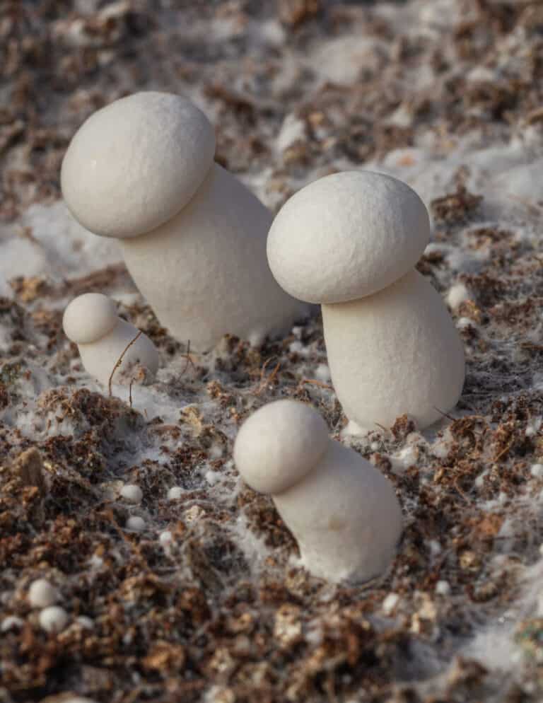 Abalone Mushrooms - Forager | Chef